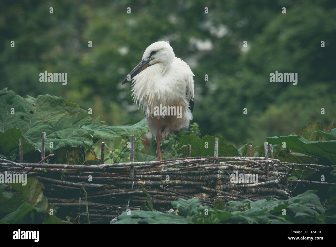 Stork in a nest in green nature in Denmark Stock Photo - Alamy