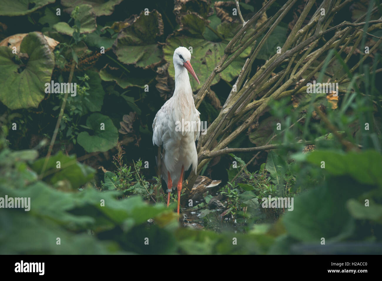 Stork standing in a small river in a green forest Stock Photo - Alamy