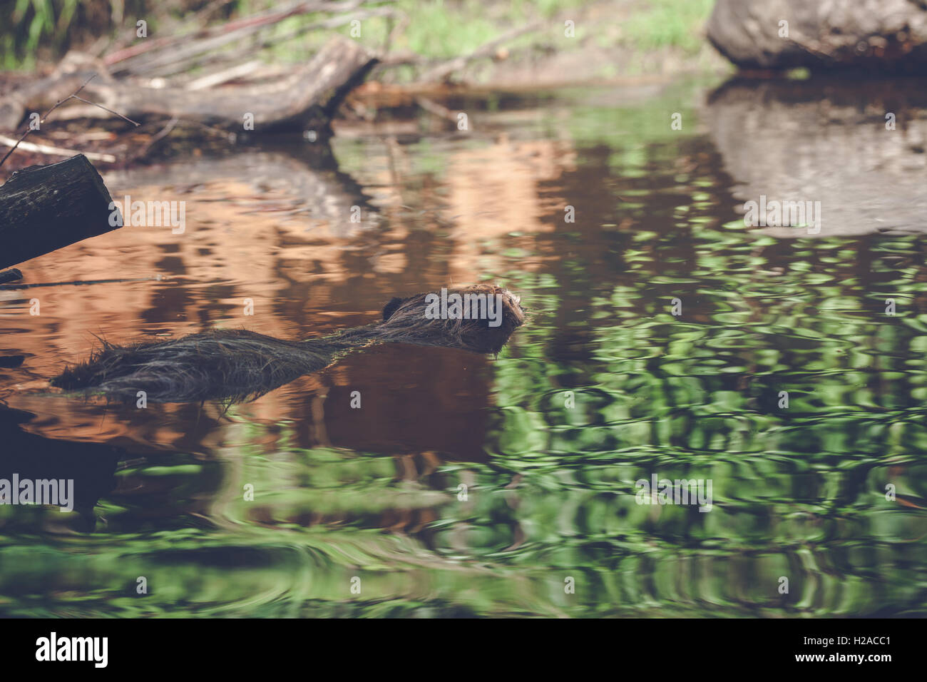 Canadian beaver beaver dam canadensis hi-res stock photography and ...