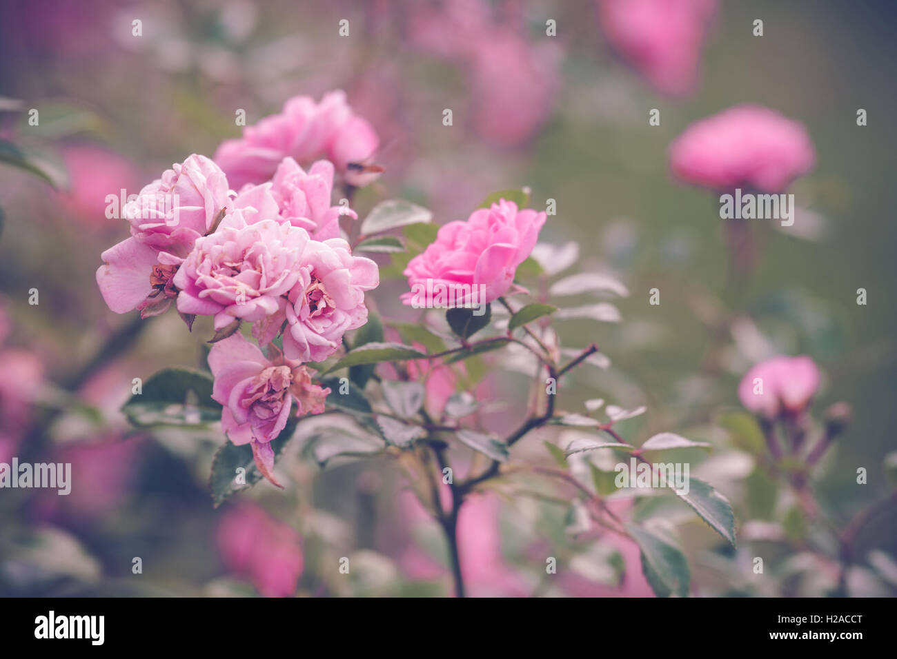 Romantic garden with violet roses in the summer Stock Photo - Alamy