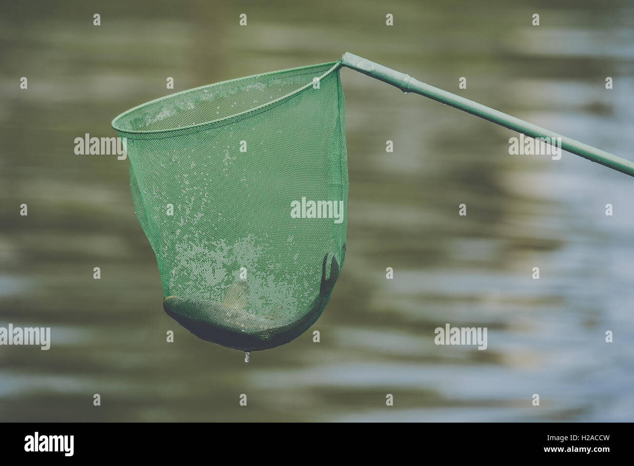 Fish caught in a green fishing net by a river Stock Photo - Alamy