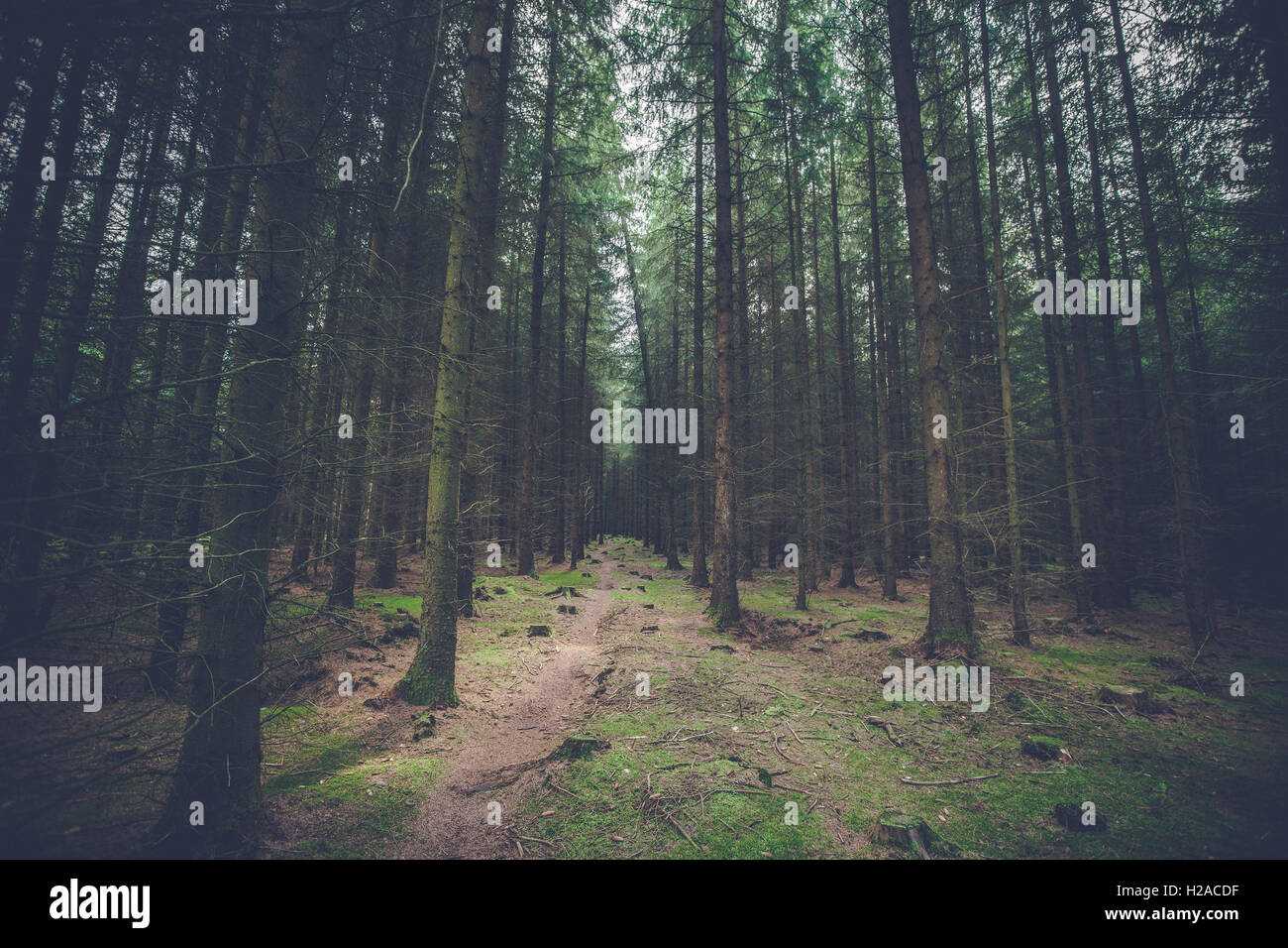 Dark pine forest hi-res stock photography and images - Alamy