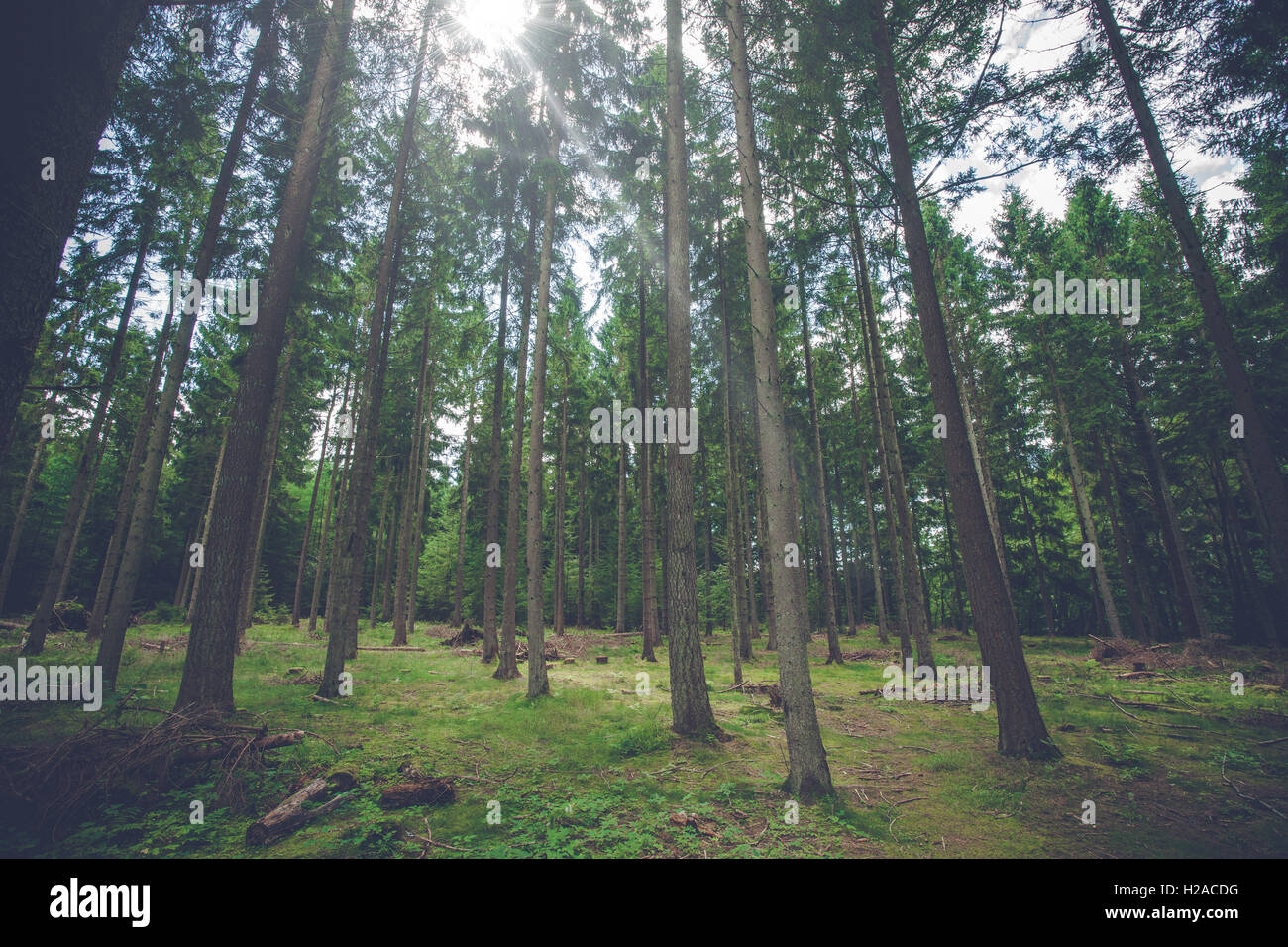Pine tree forest with sunlight and tall trees Stock Photo - Alamy