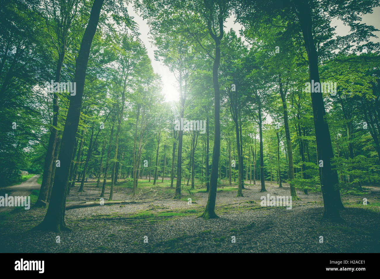 Beautiful forest scenery hi-res stock photography and images - Alamy
