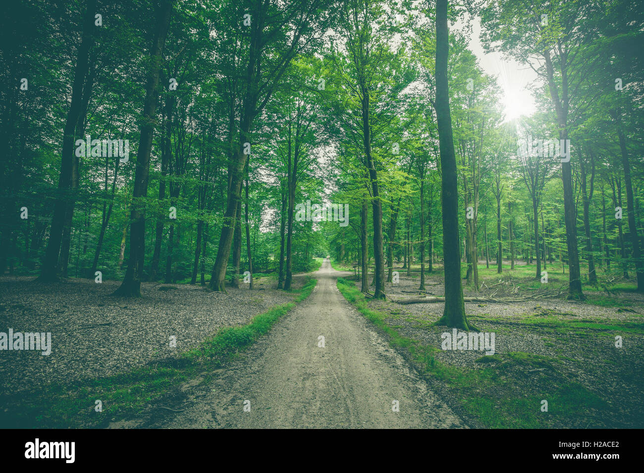 Trail in a dark green forest in the springtime Stock Photo - Alamy
