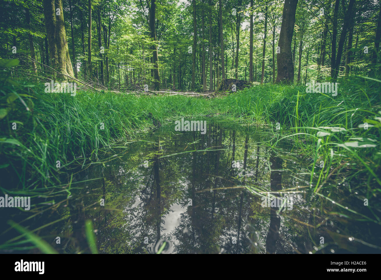 Forest puddle with water reflection in the woods Stock Photo - Alamy