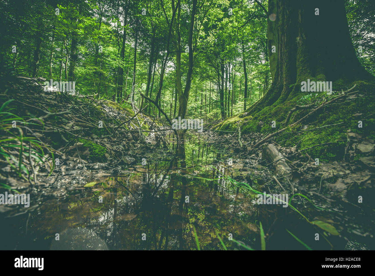 Puddle in the forest hi-res stock photography and images - Alamy