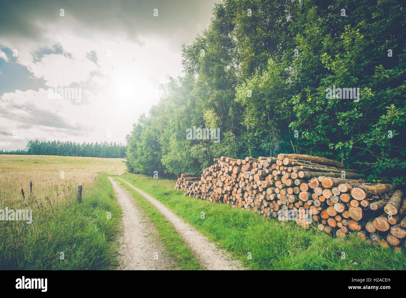 Rural scenery with wooden logs by a roadside Stock Photo - Alamy