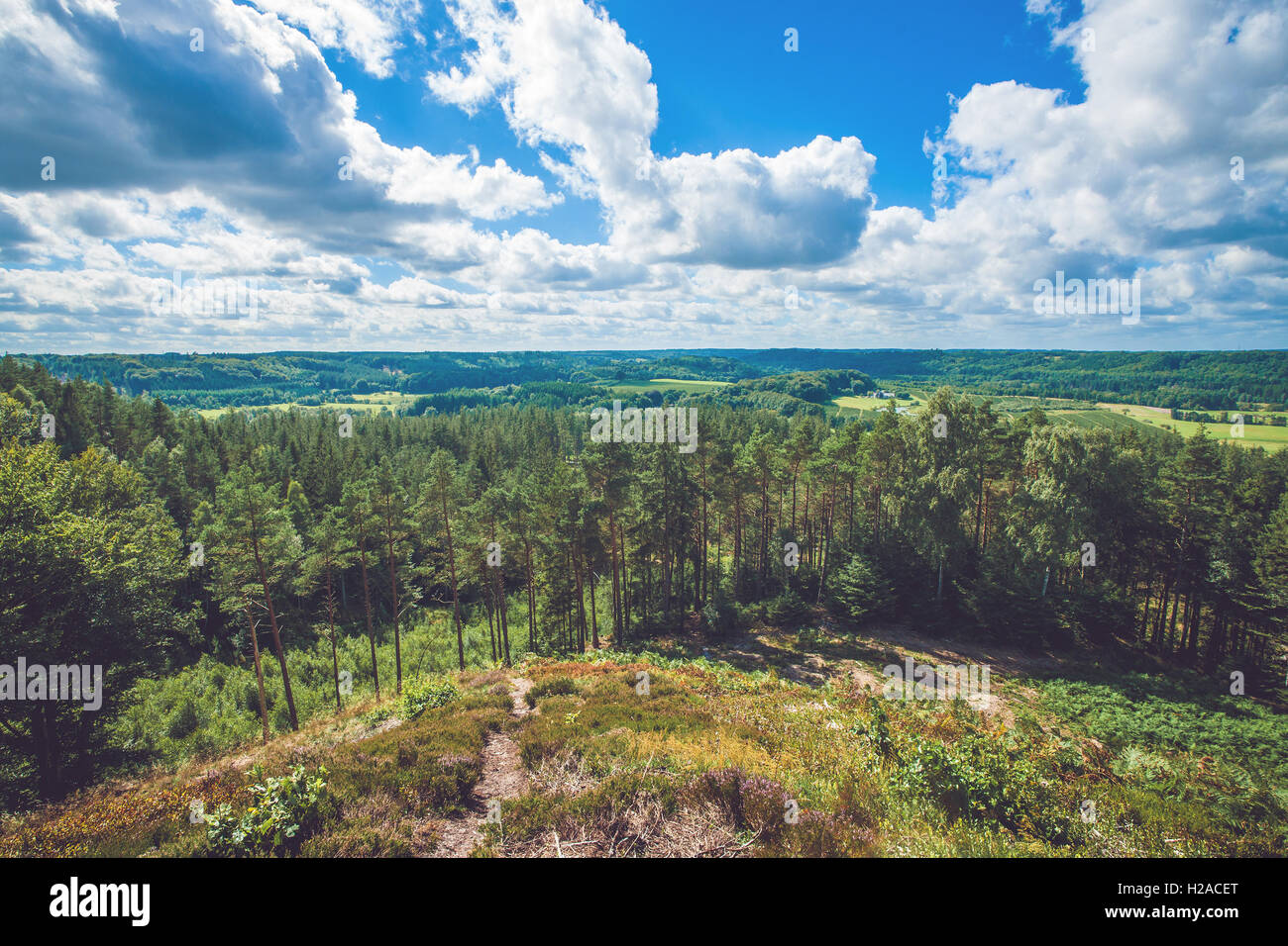 Forest scenery with pine trees on a hill Stock Photo - Alamy