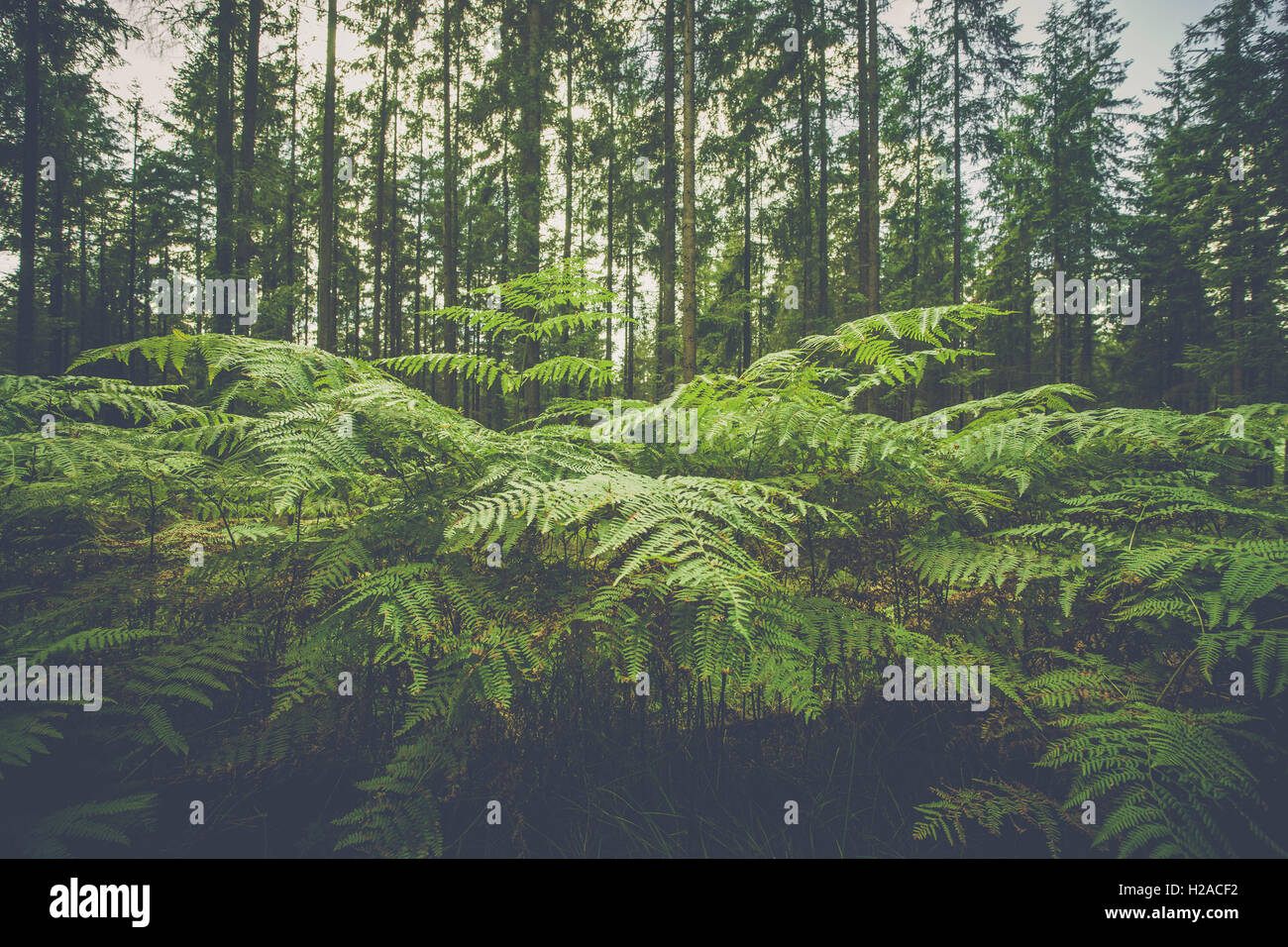 Large fern plants in a forest in Scandinavia Stock Photo - Alamy