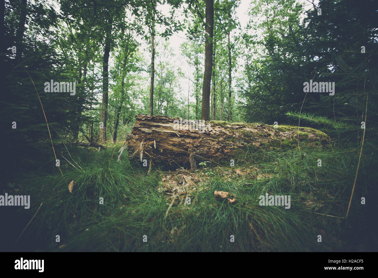Old wooden log with moss in a green forest Stock Photo - Alamy