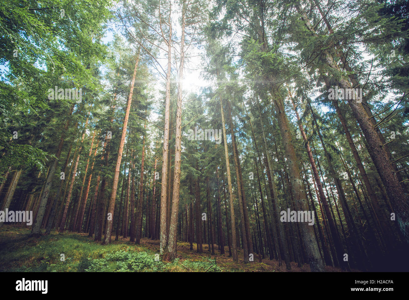 Sunlight shining through tall pine trees in the forest Stock Photo - Alamy