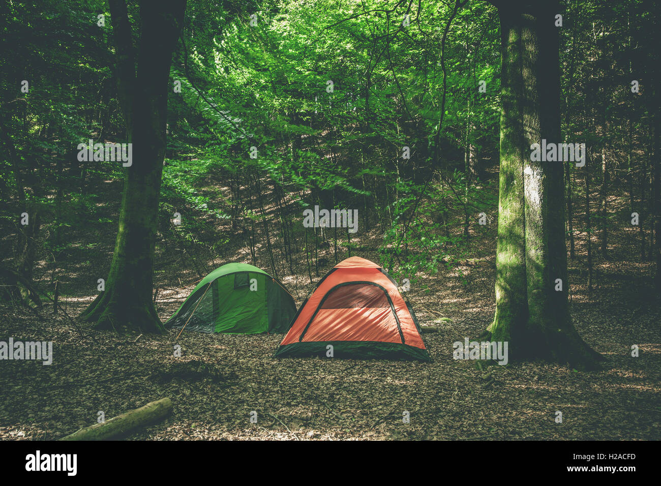 Camping In The Forest