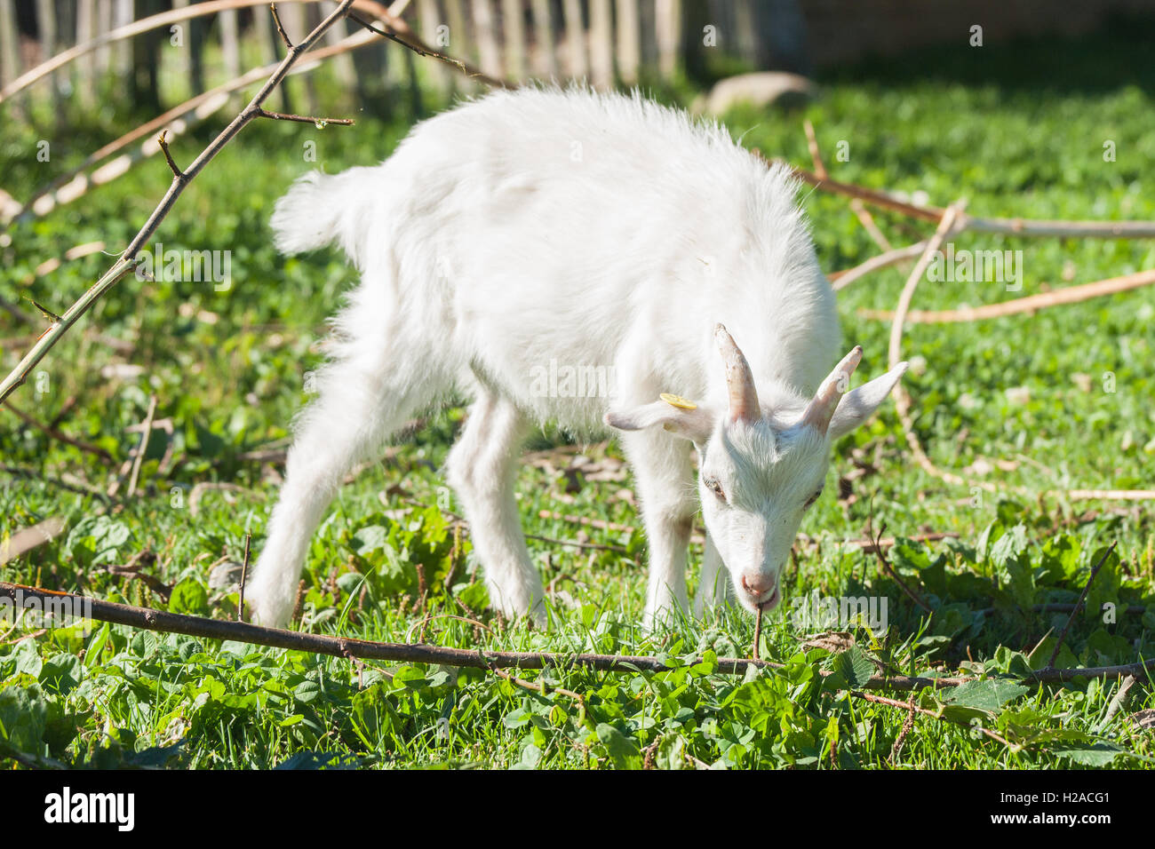 White goat kid eating a branch on a green meadow Stock Photo - Alamy