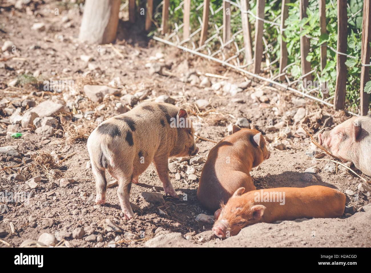 Barnyard with cute piglets in the summertime Stock Photo - Alamy