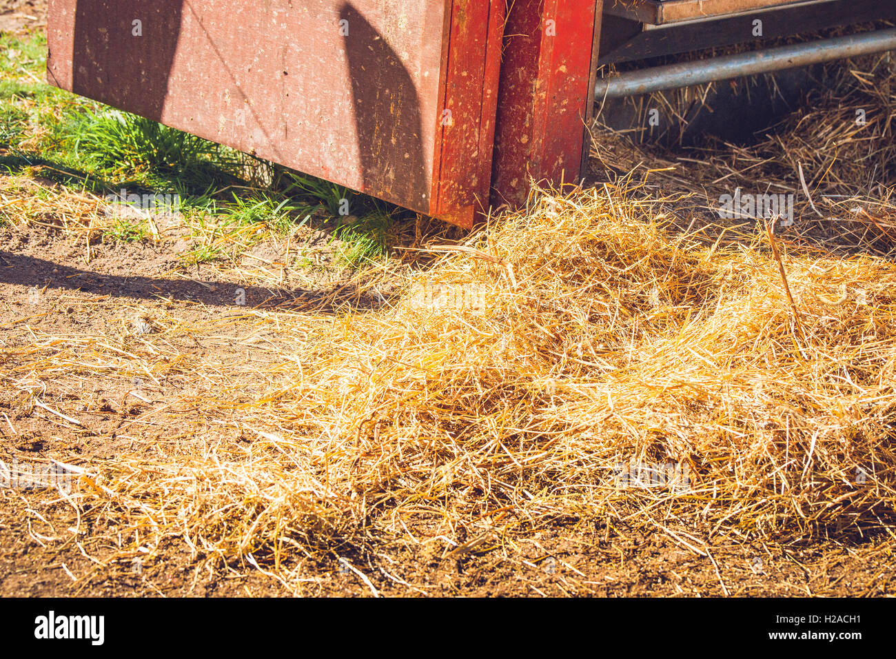 Golden hay at a stable in a countryside in the summer Stock Photo - Alamy