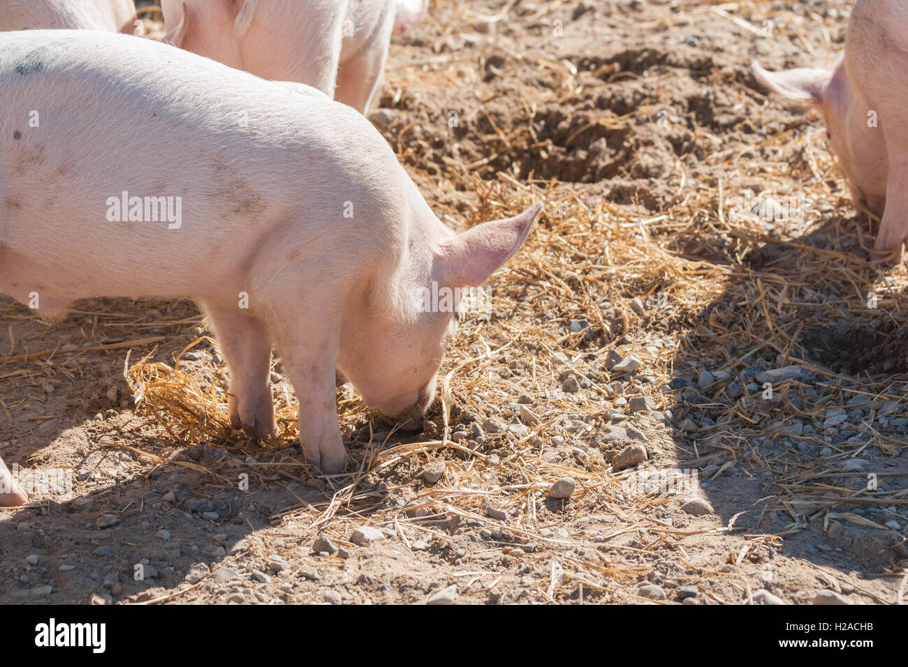 Piglets looking hi-res stock photography and images - Alamy