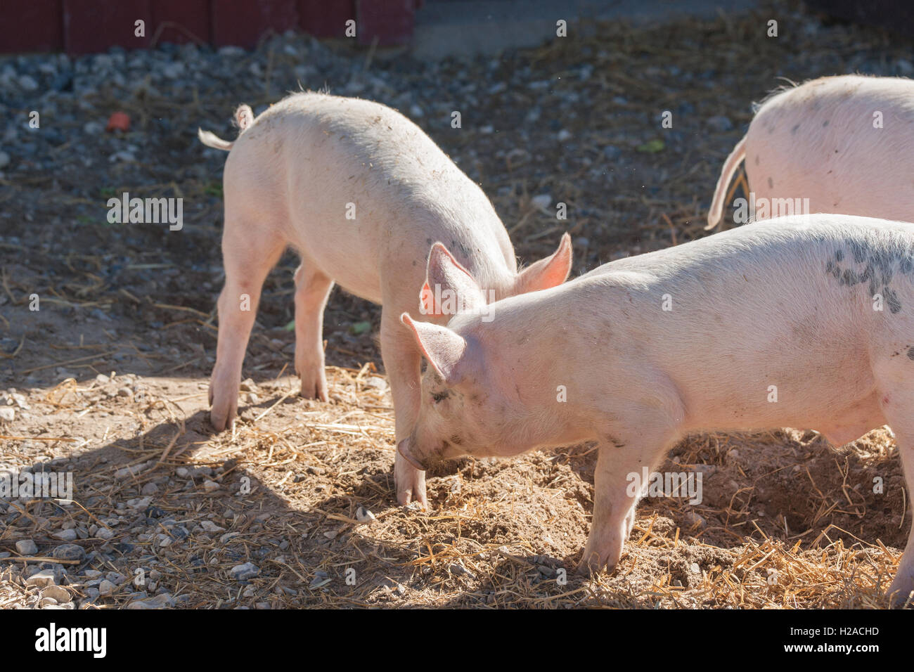 Pigs Playing In The Mud High Resolution Stock Photography and Images ...