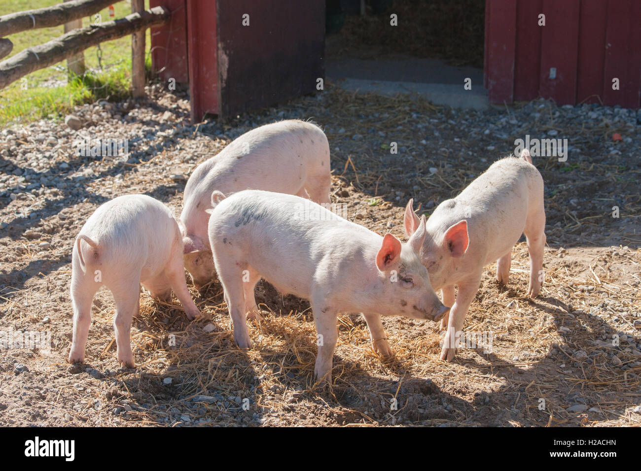 Pigs in a farmyard eating hay in the summer Stock Photo - Alamy