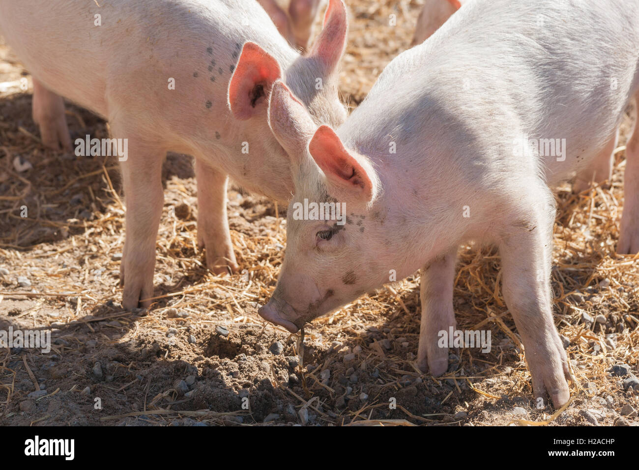 Cute pigs in pink color playing in hay at a farm Stock Photo - Alamy