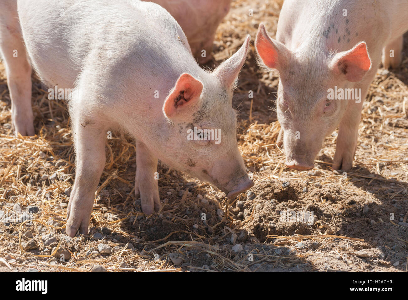 Spring in the barnyard hi-res stock photography and images - Alamy