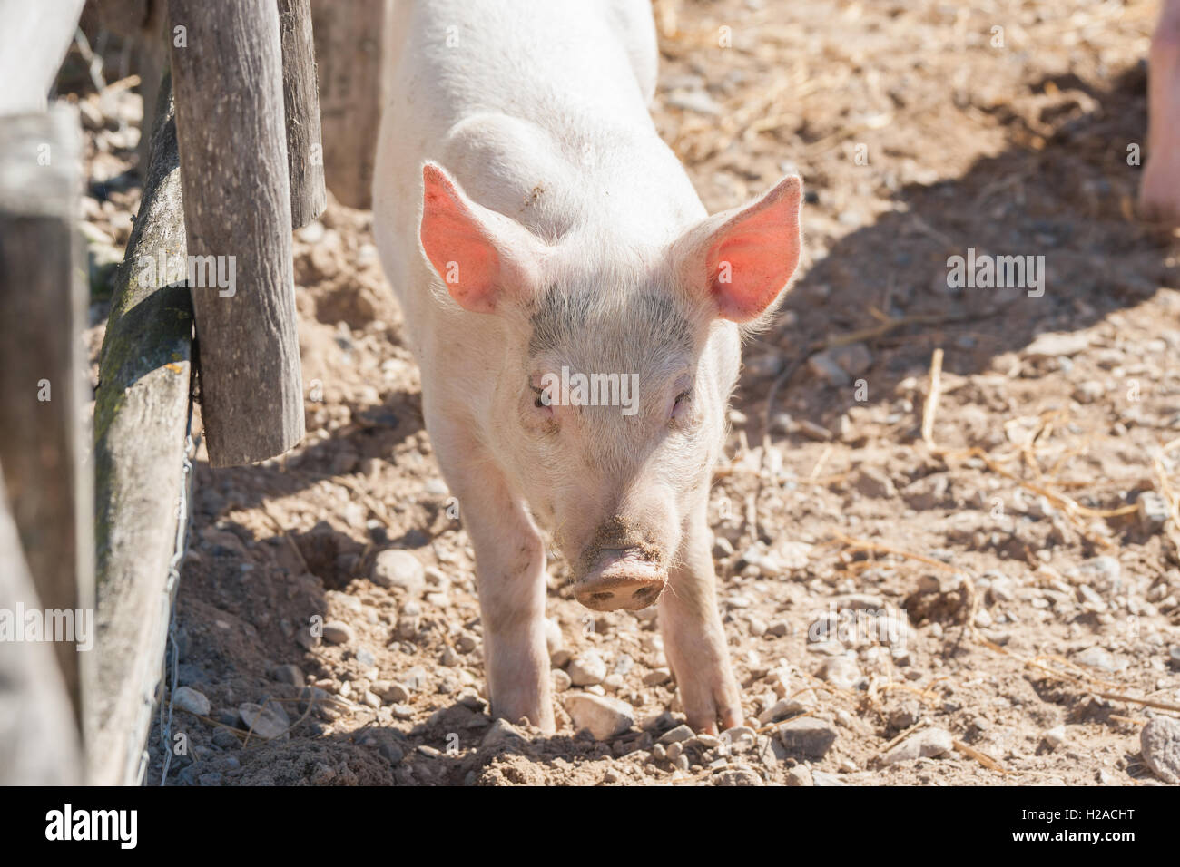 Cute pink pig hi-res stock photography and images - Alamy