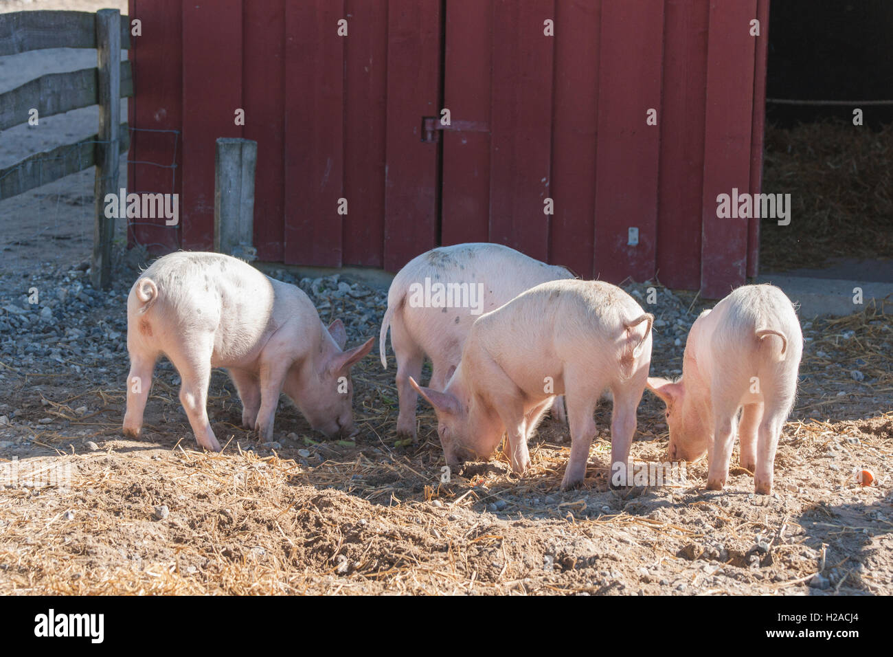 Barnyard with four pink pigs looking for food in the summer Stock Photo ...