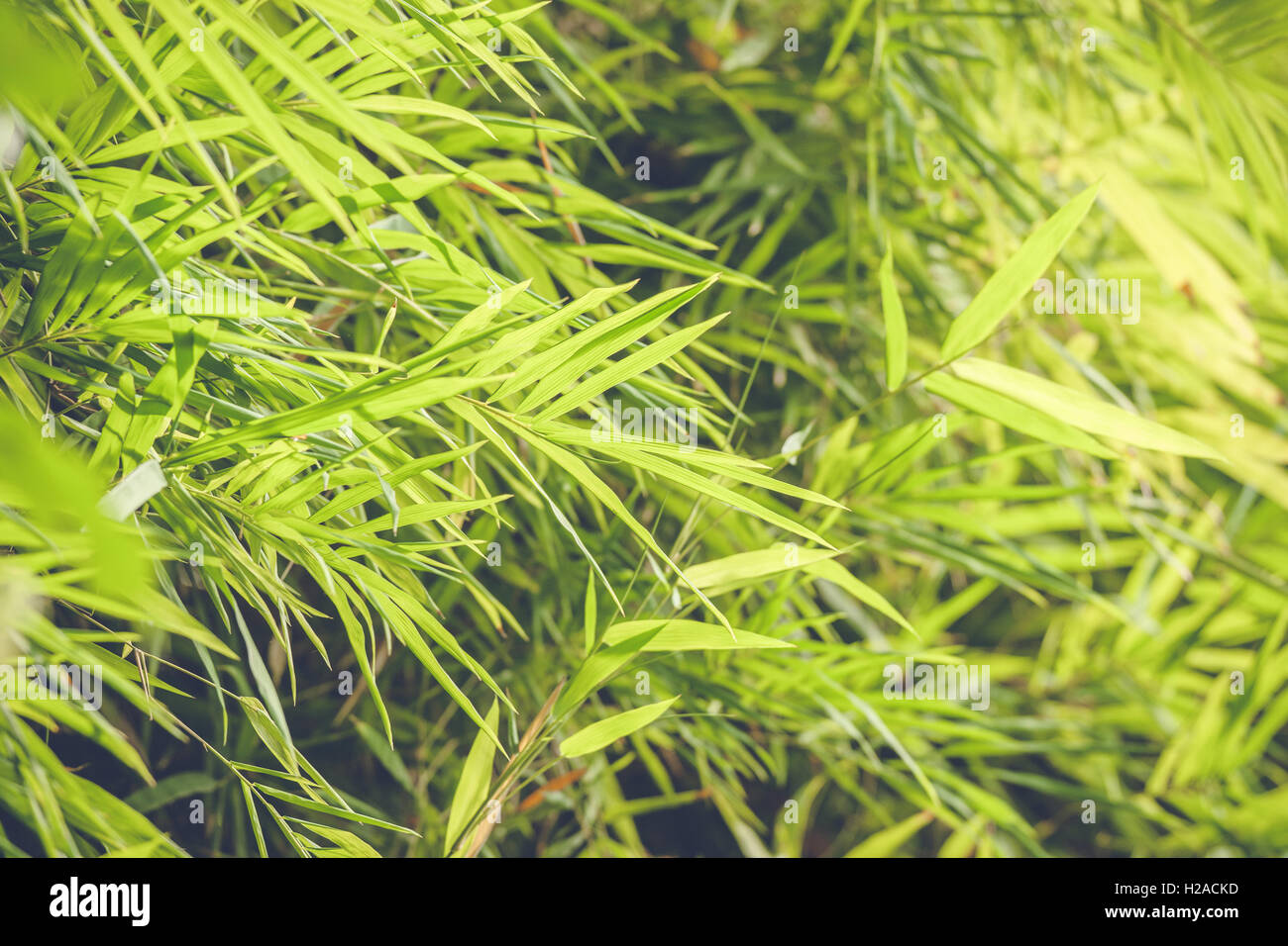 Bamboo leaves in a rainforest in daylight Stock Photo - Alamy