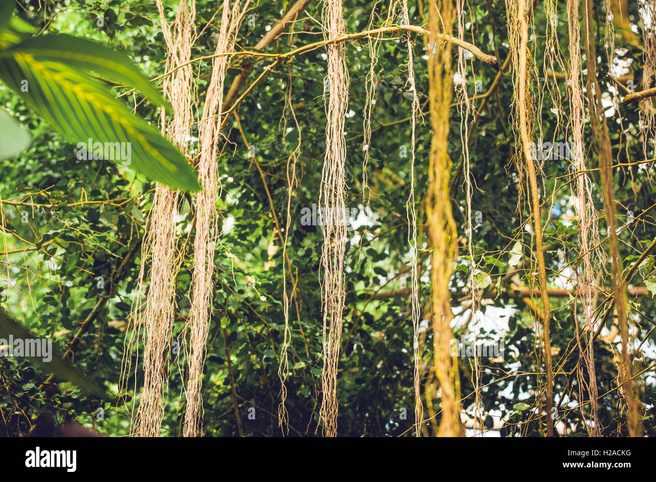 Lianas amazon hi-res stock photography and images - Alamy