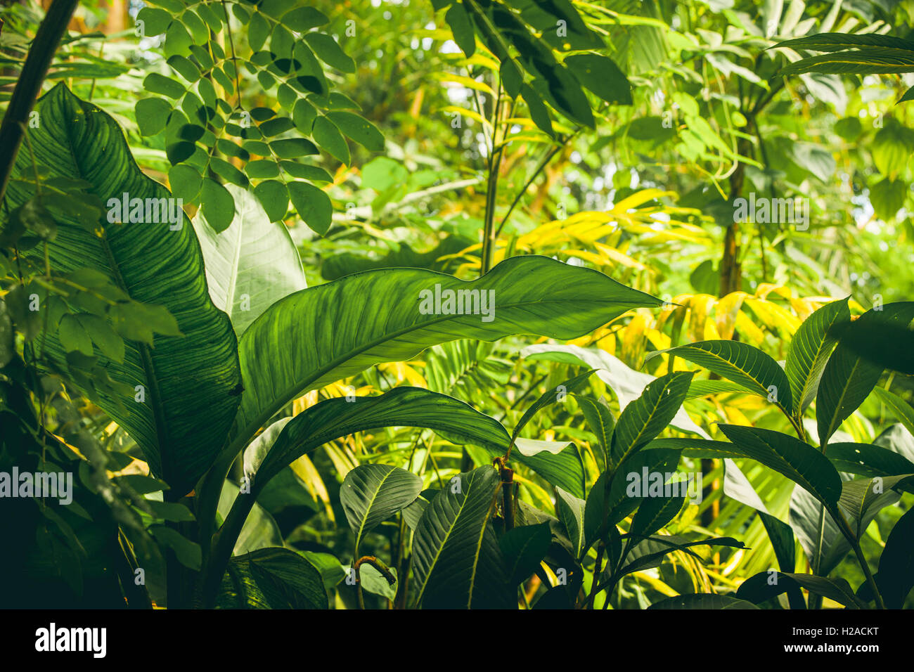 Jungle with tropical plants and green vegetation Stock Photo - Alamy
