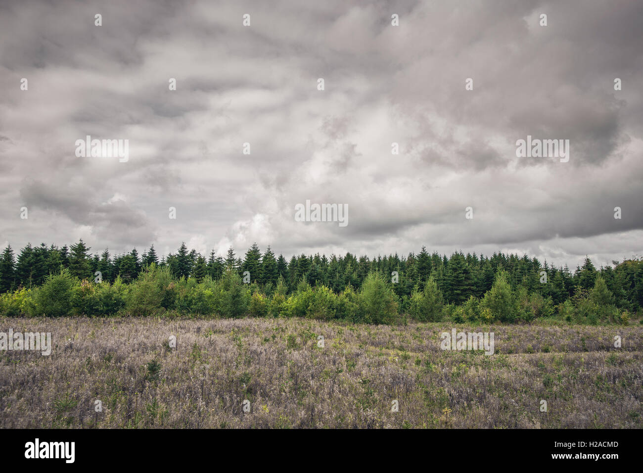 Green pine tree forest on hi-res stock photography and images - Alamy