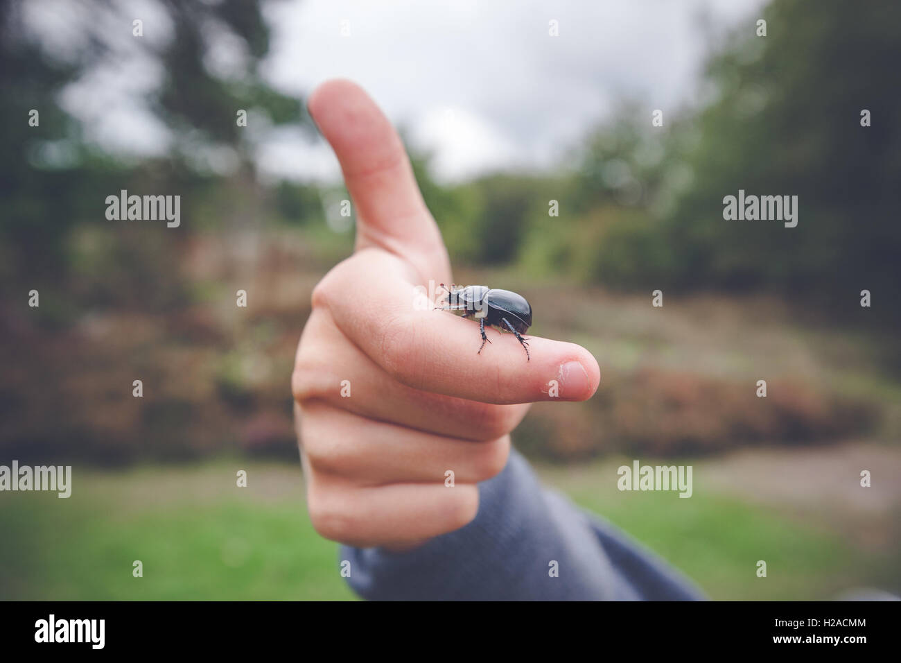 Beetle on a hand giving thumbs up in the nature Stock Photo - Alamy