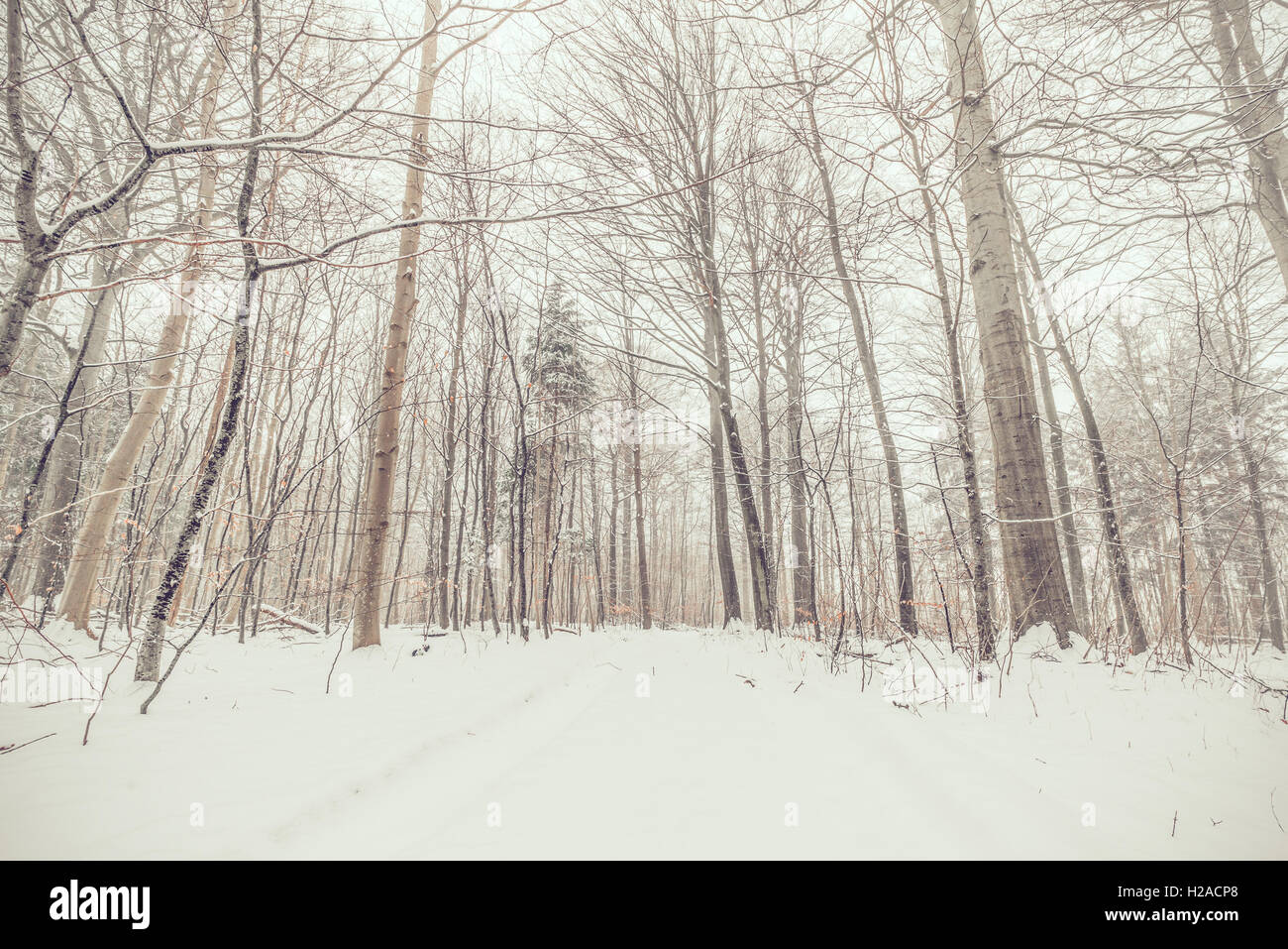 Snow on trees in the forest in january Stock Photo - Alamy