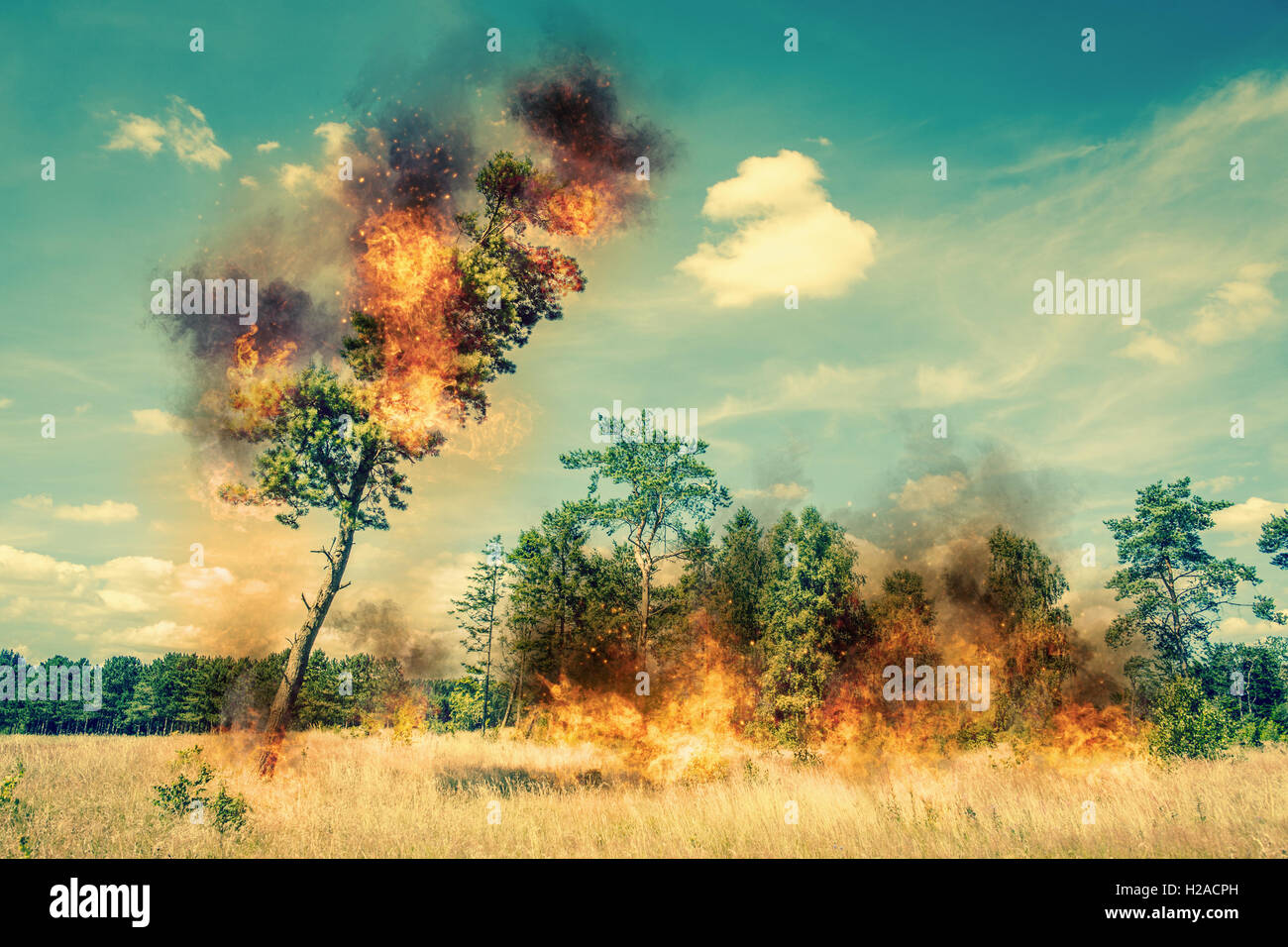 Tree on fire on a dry field in the summer Stock Photo - Alamy