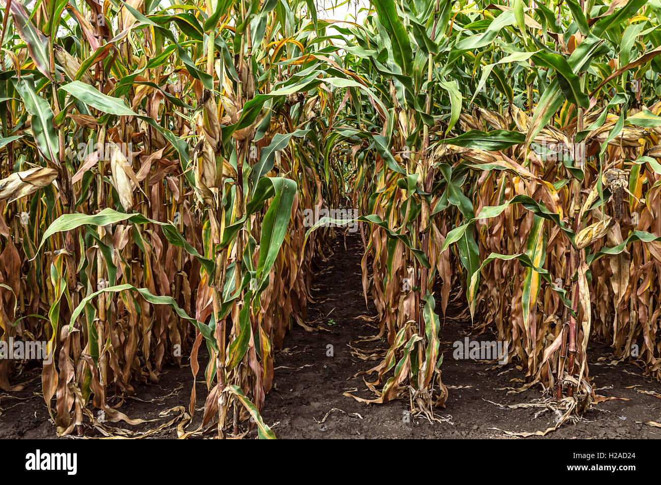 Corn field before harvest. Agricultural concept Stock Photo - Alamy