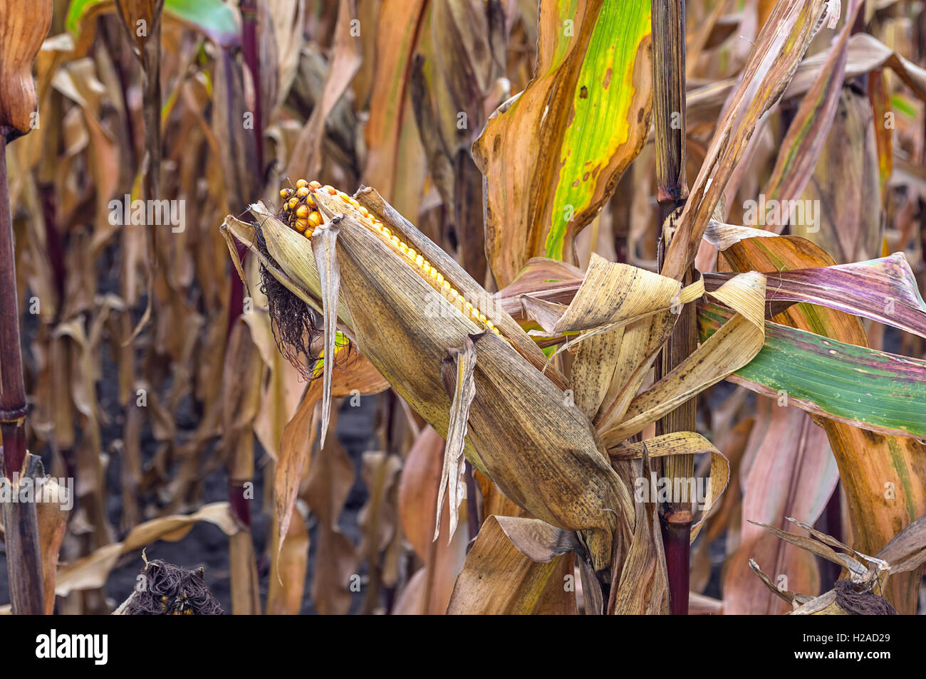 Corn field before harvest. Agricultural concept. Selective focus Stock ...