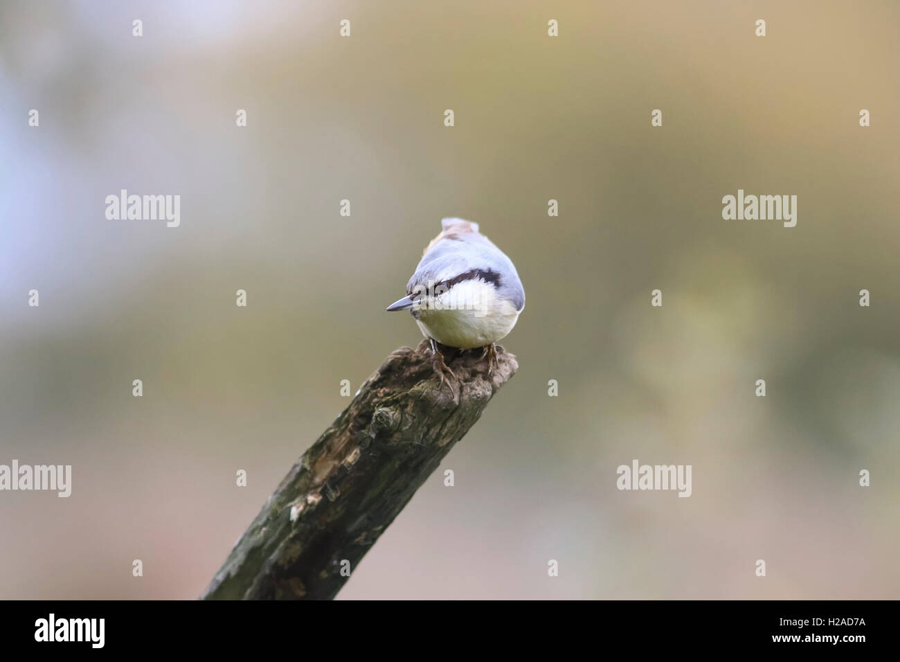 bird grey nuthatch is standing on the tree looking right Stock Photo ...