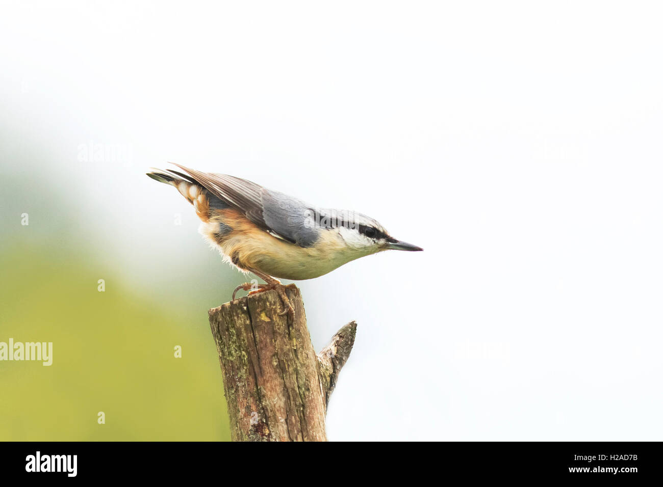 bird grey nuthatch is standing on the tree looking right Stock Photo ...