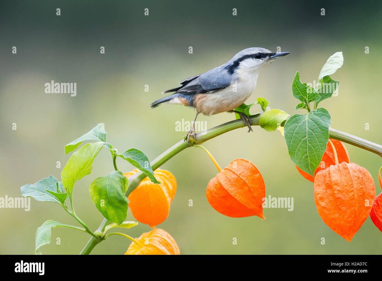 bird nuthatch wild feathers the plant is beautiful fruits to collect ...