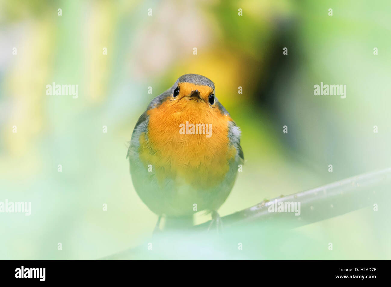 funny bird European Robin sitting in the Park among the leaves wildlife ...