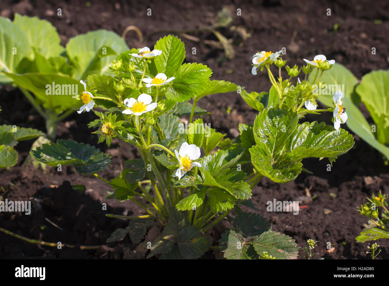 Flowering strawberry hi-res stock photography and images - Alamy