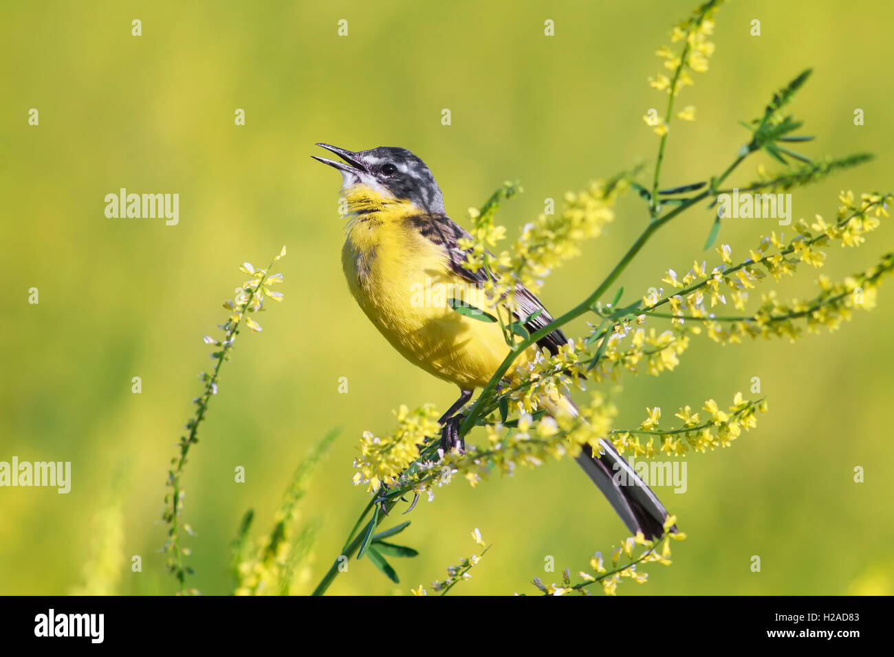 bird the yellow Wagtail sings on the summer meadow Stock Photo - Alamy