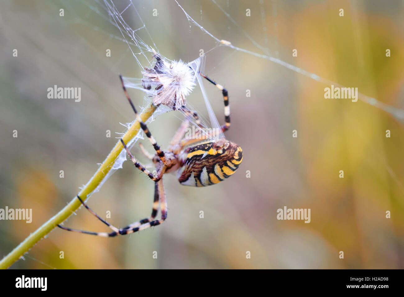 spider garden-spider spun a web on summer meadow Stock Photo - Alamy