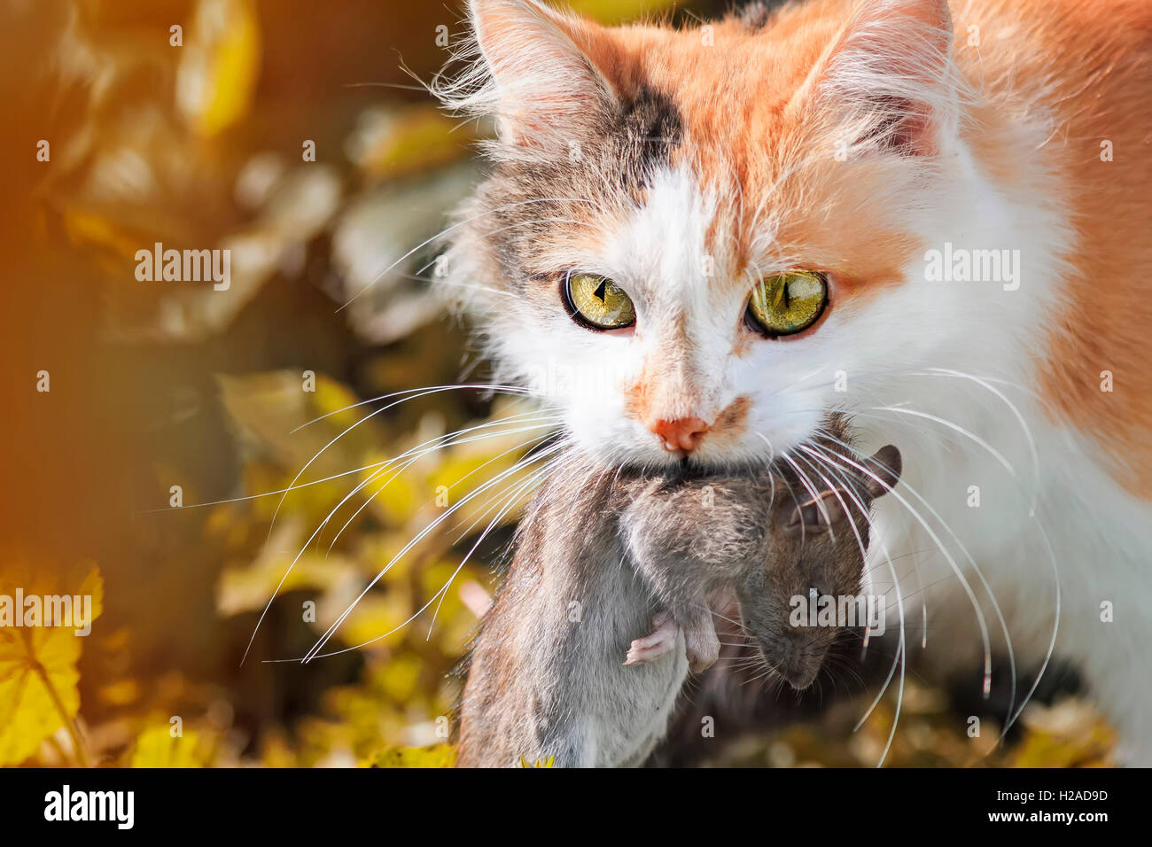 red cat caught a large gray rat and bear in the mouth Stock Photo - Alamy red cat caught a large gray rat and bear in the mouth Stock Photo - Alamy