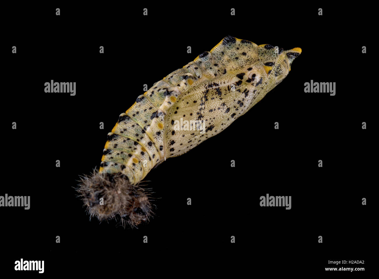 Colored butterfly pupa isolated on a black background Stock Photo - Alamy