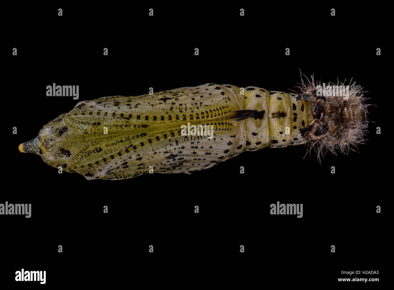 Colored butterfly pupa isolated on a black background Stock Photo - Alamy
