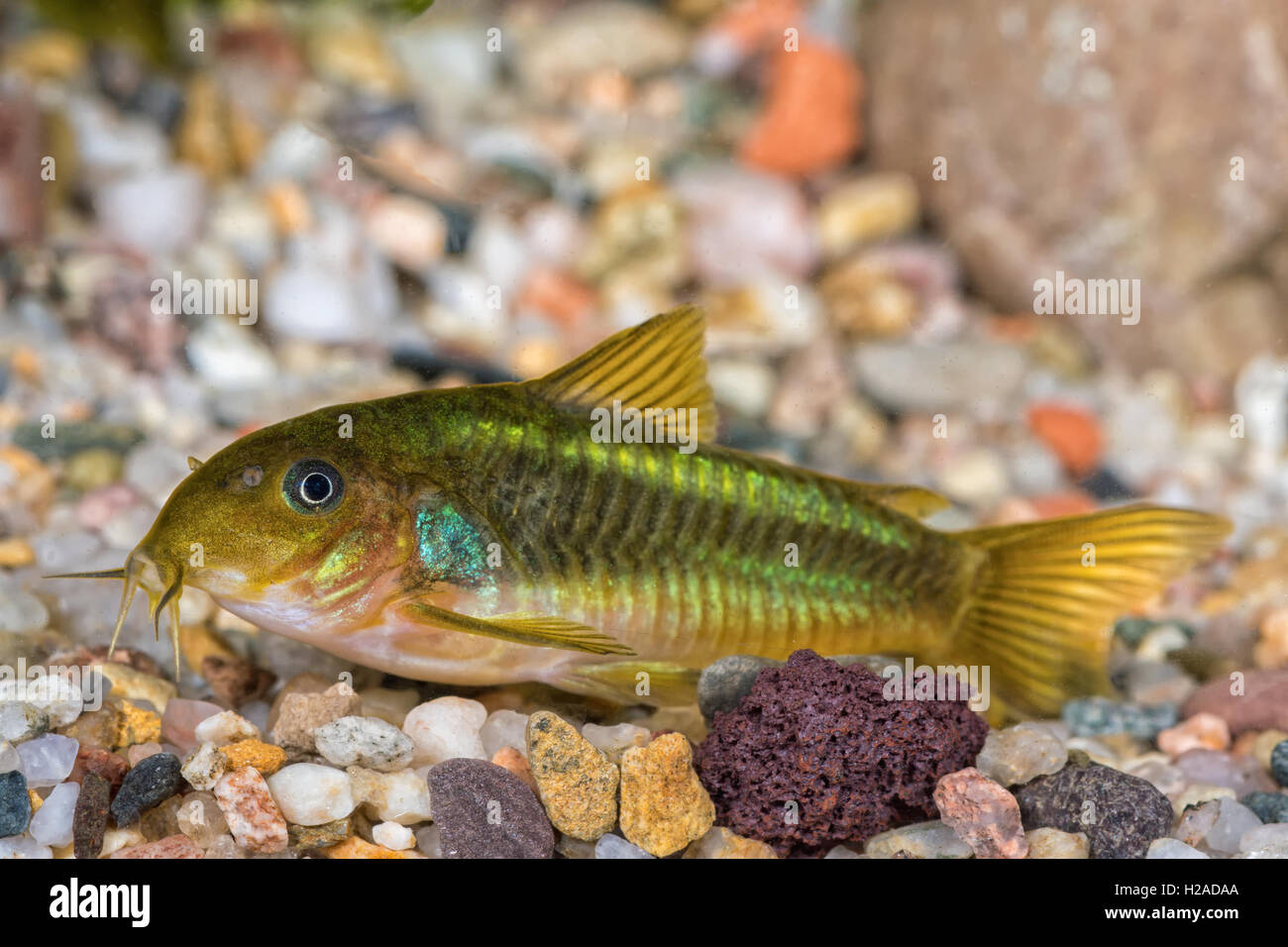 Catfish from genus Corydoras in a aquarium Stock Photo - Alamy