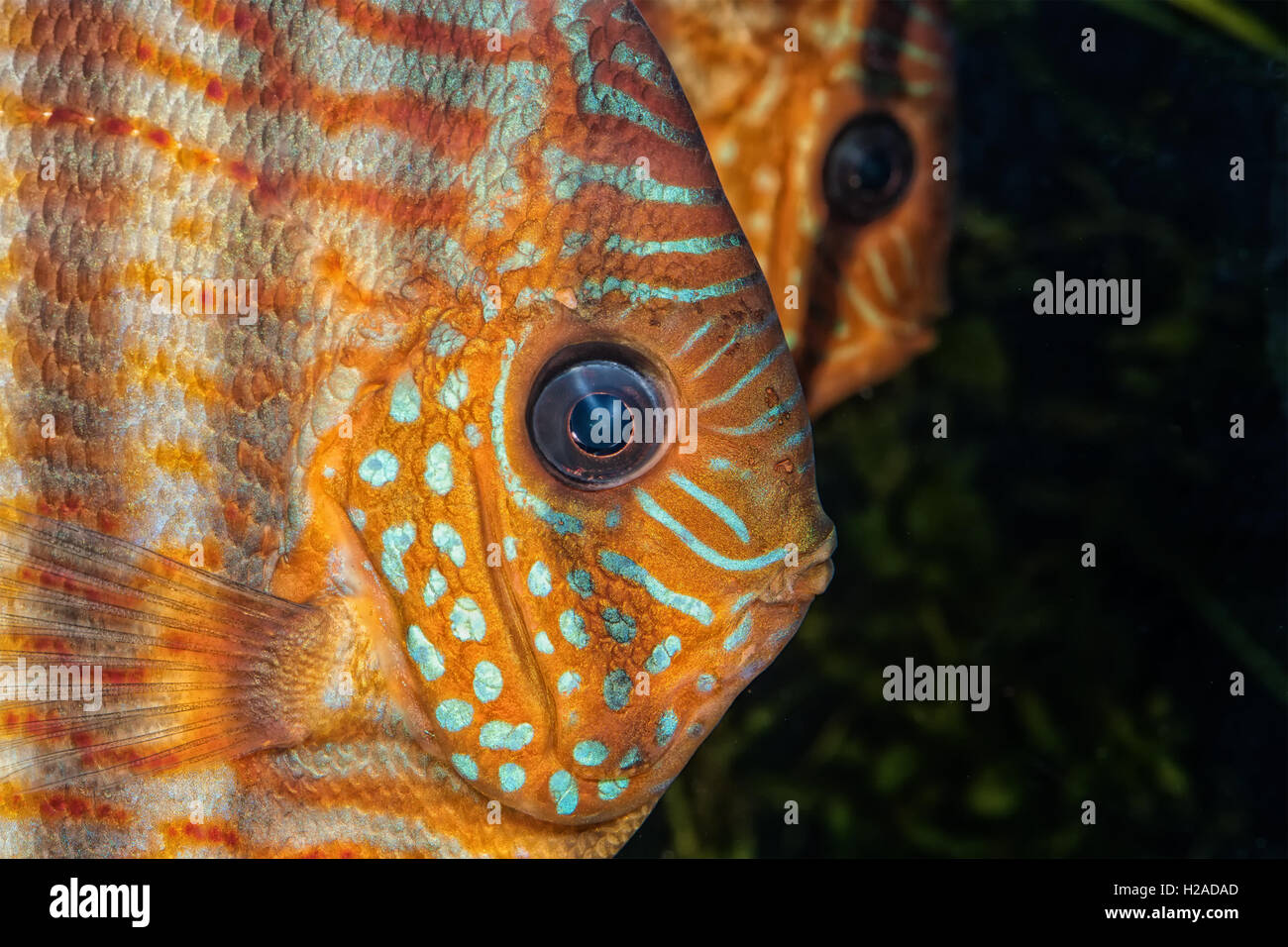 Beautiful portrait of natural discus fish Stock Photo - Alamy