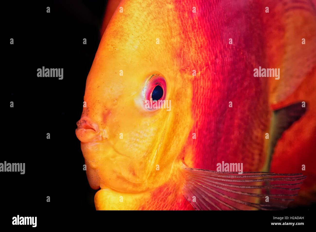 Beautiful portrait of red-orange discus fish Stock Photo - Alamy