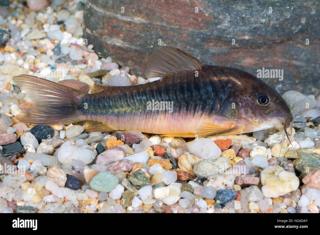 Catfish from genus Corydoras in a aquarium Stock Photo - Alamy